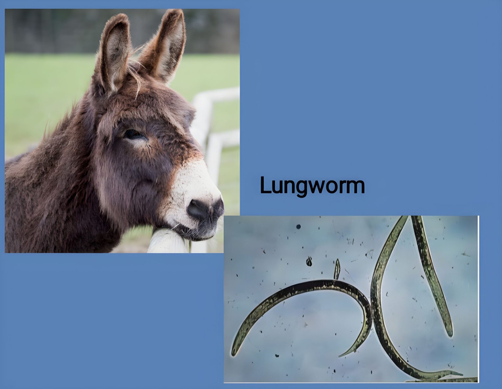 Lungworm – vet-lab.co.uk